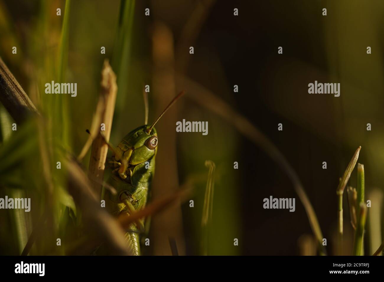 grass hopper grasshopper macro locust Stock Photo - Alamy