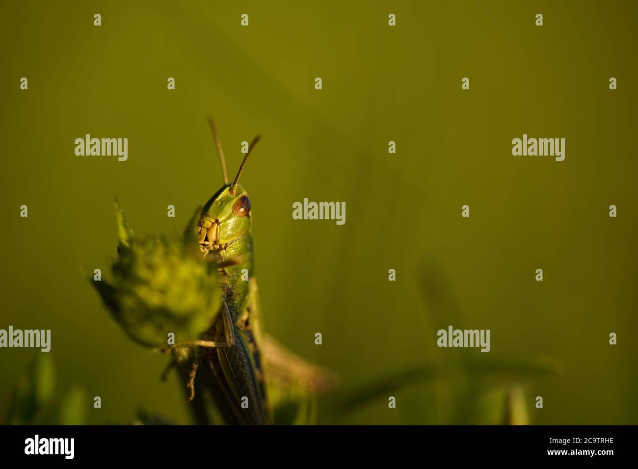 grass hopper grasshopper macro locust Stock Photo - Alamy