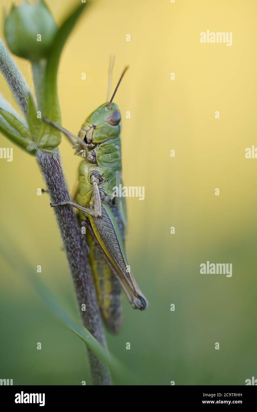grass hopper grasshopper macro locust Stock Photo - Alamy