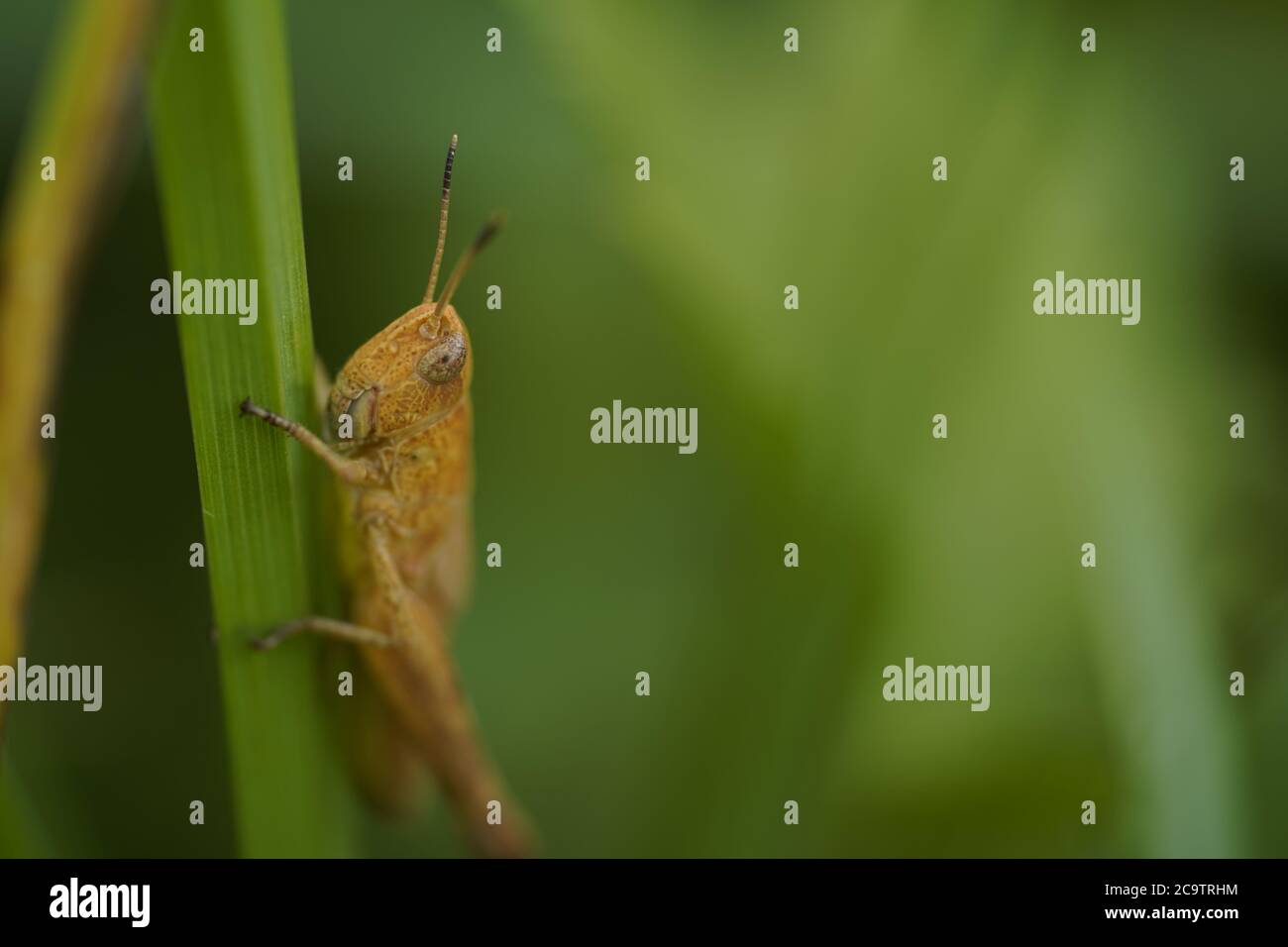 grass hopper grasshopper macro locust Stock Photo - Alamy