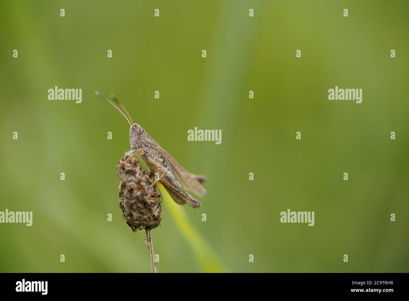 grass hopper grasshopper macro locust Stock Photo - Alamy