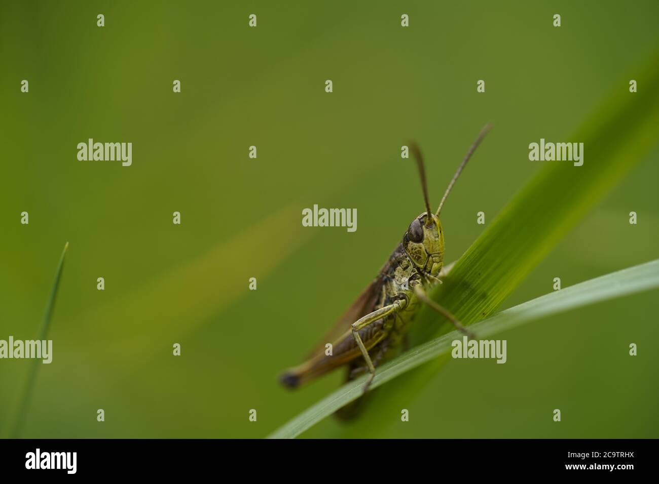 grass hopper grasshopper macro locust Stock Photo - Alamy