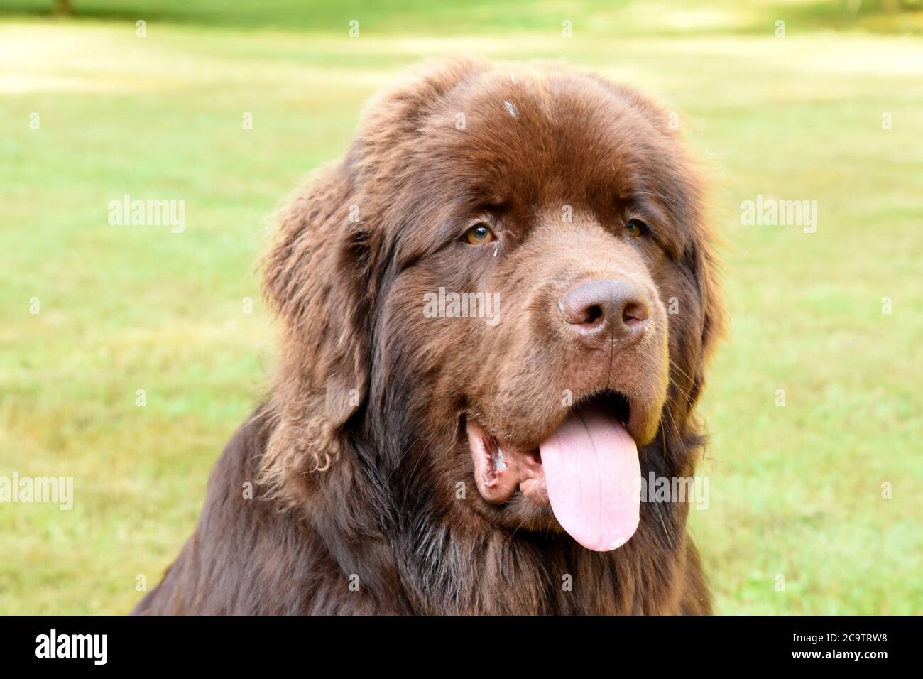 Beautiful chocolate brown Newfoundland dog in the summertime Stock ...