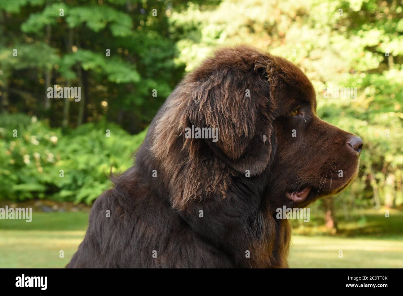What Is The Largest Newfoundland Dog