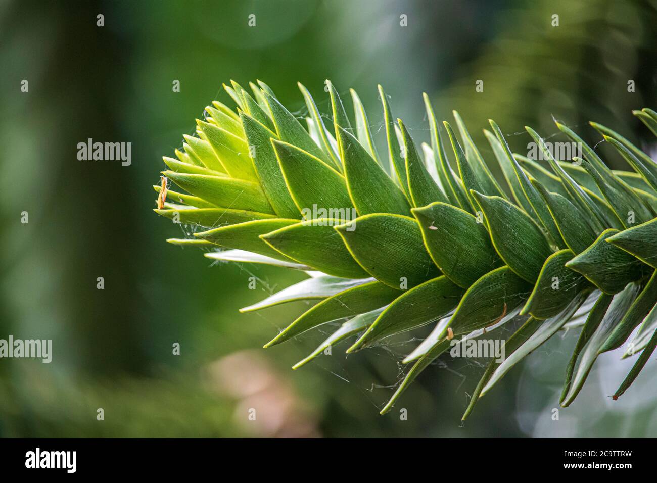 Green conifer in an English park-Araucaria Stock Photo - Alamy