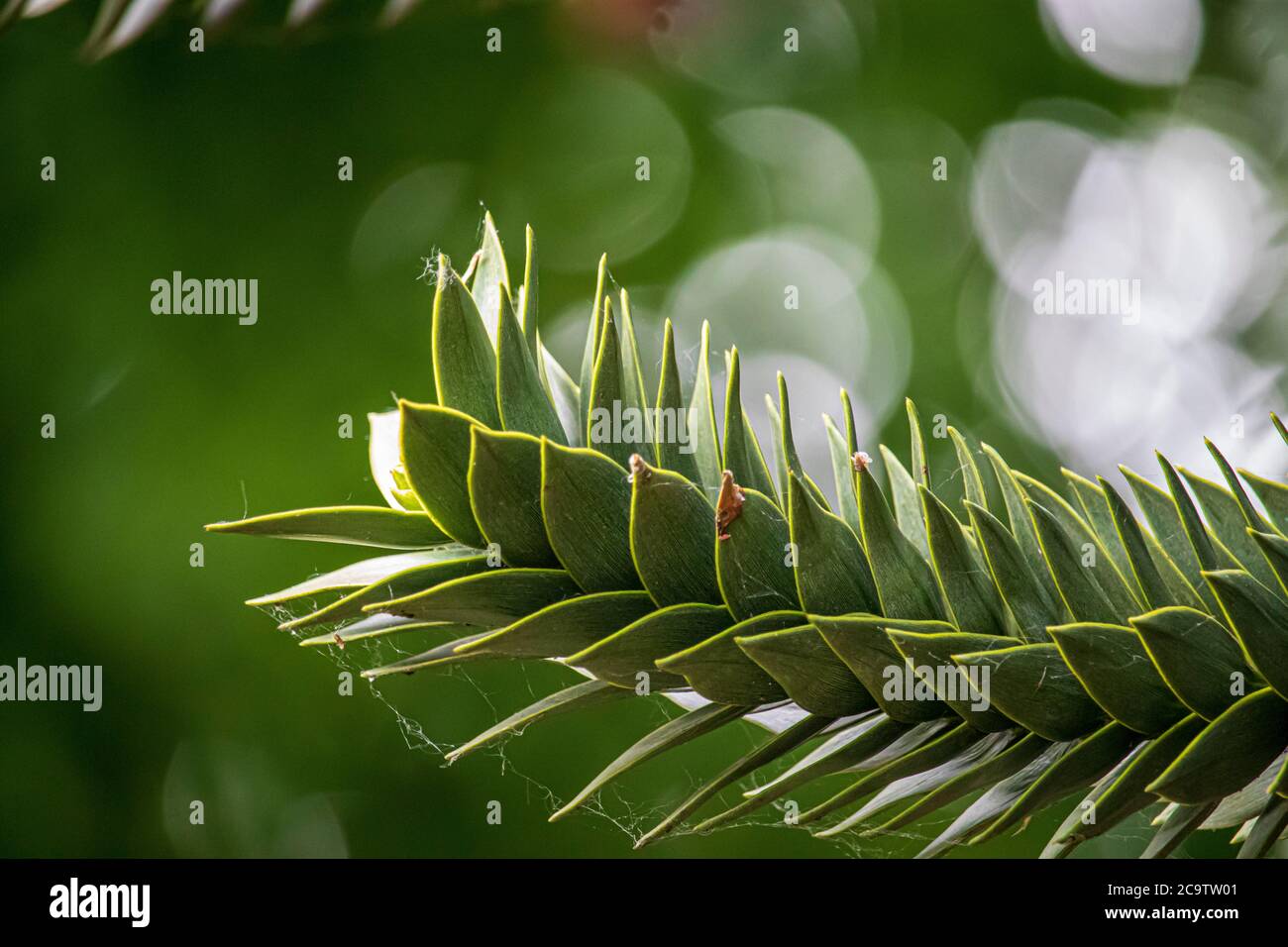 Green conifer in an English park-Araucaria Stock Photo - Alamy