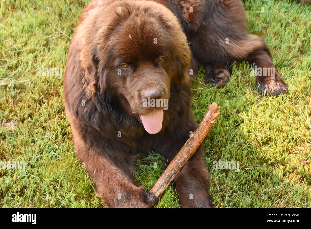 Newfoundland dog laying down hi-res stock photography and images - Alamy