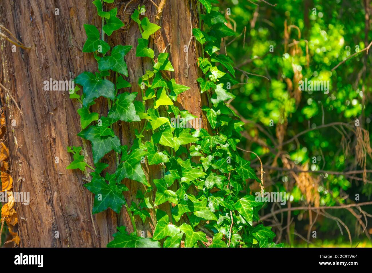 Ivy plant twists on the bark of a century-old tree in the forest Stock ...