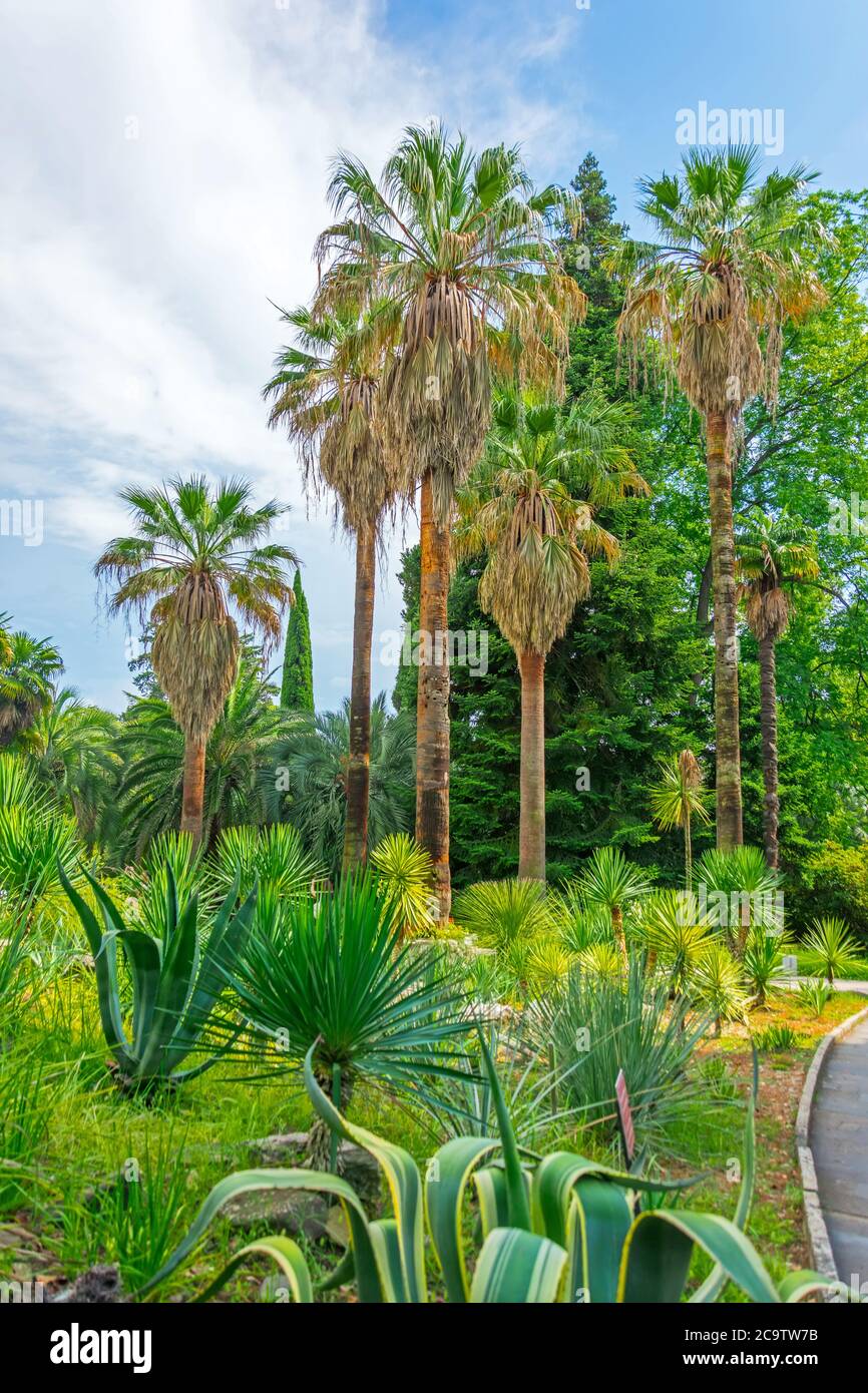 Tropical Mediterranean Landscape