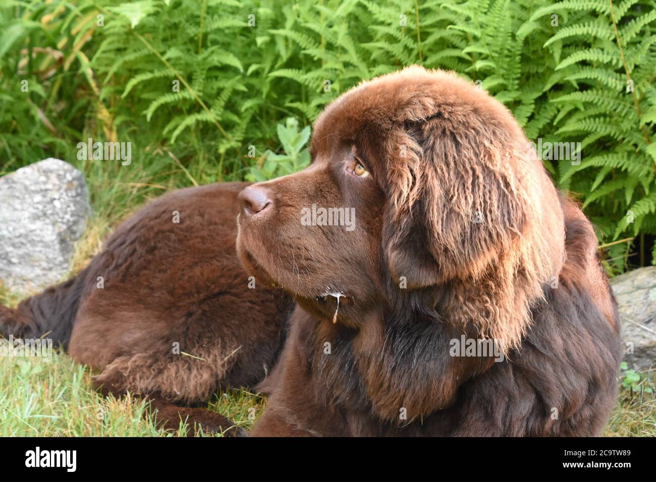Newfoundland dog laying down hi-res stock photography and images - Alamy