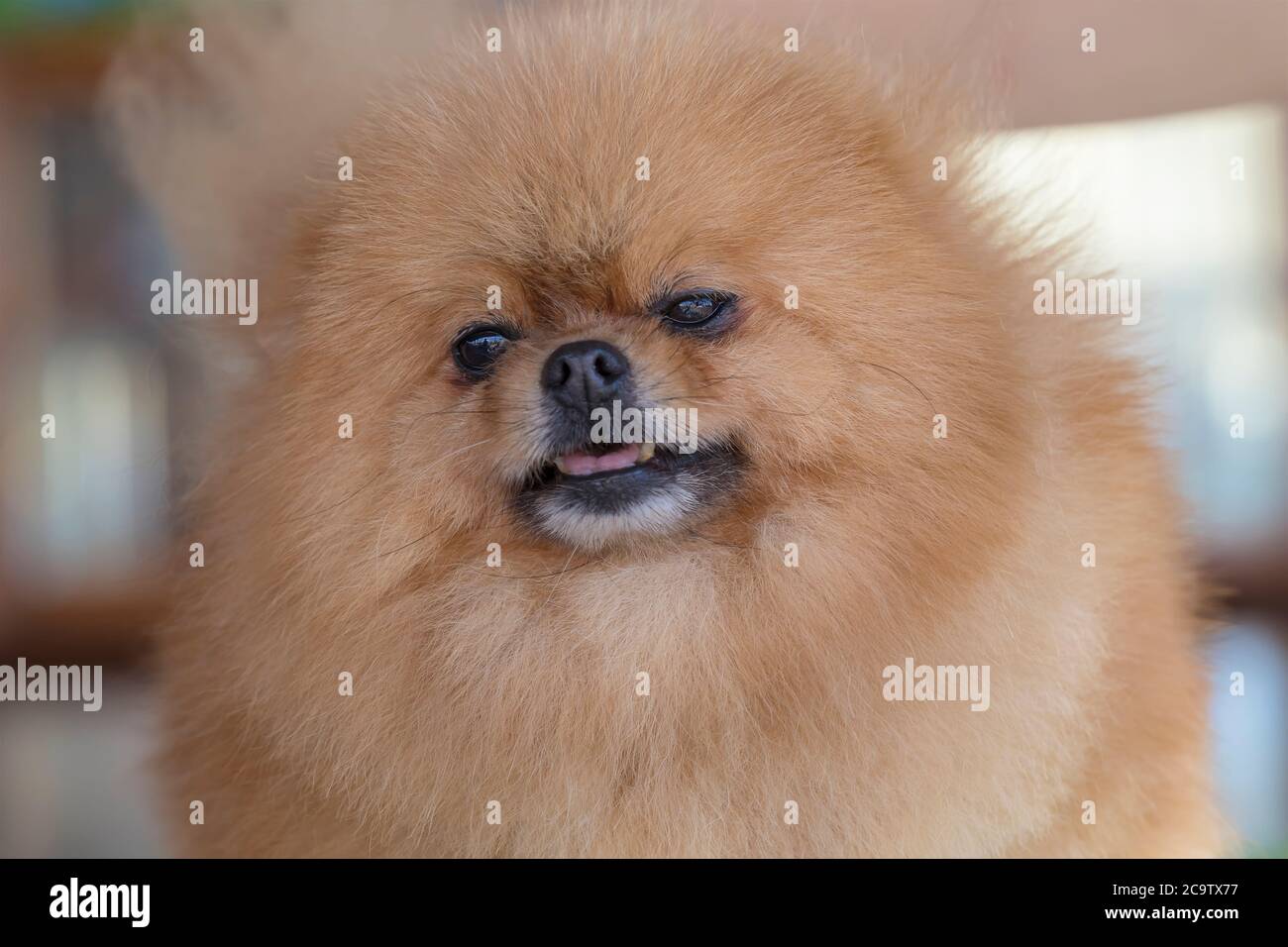 Beautiful portrait of Pomeranian Spitz Stock Photo - Alamy