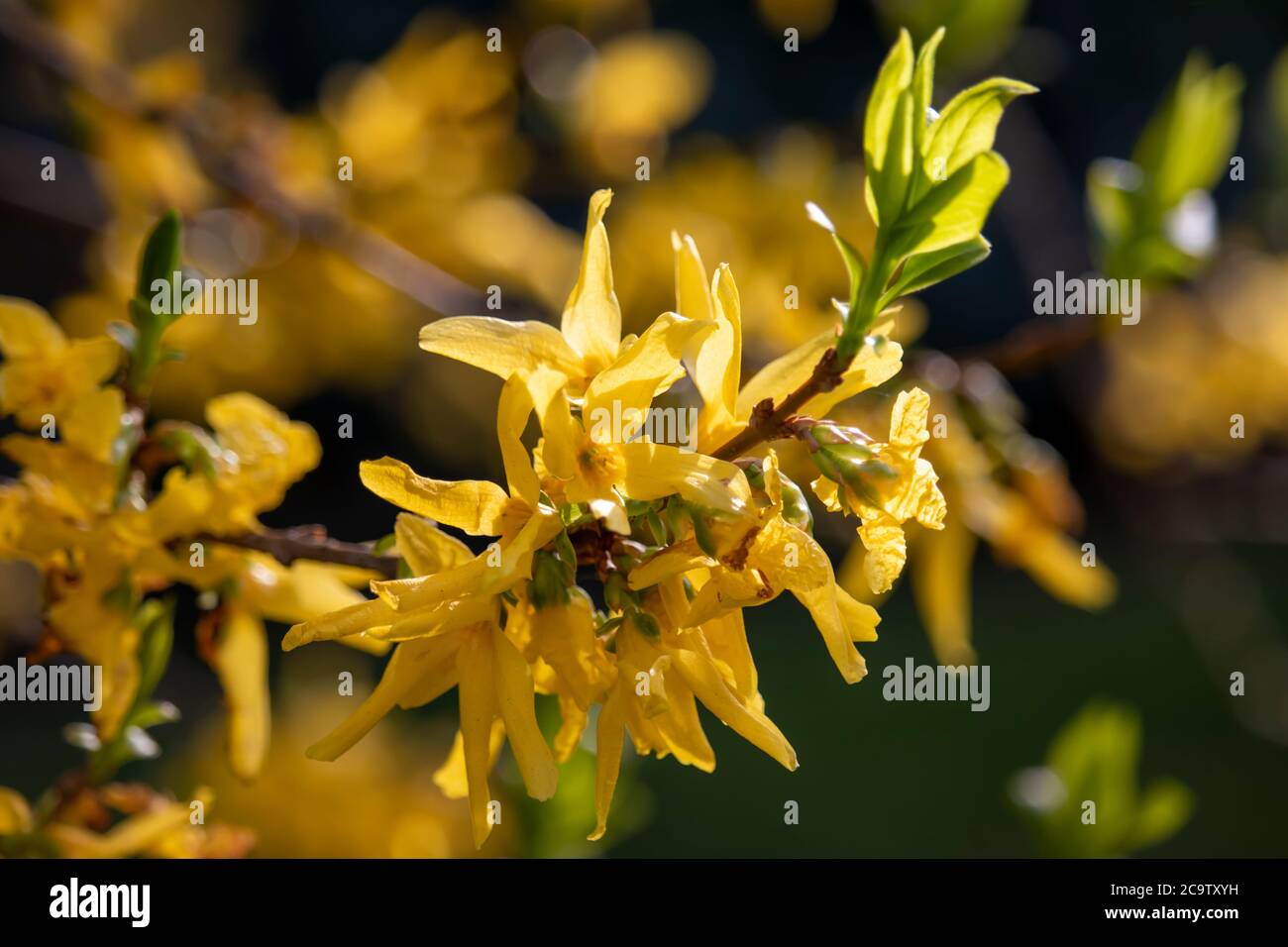 Yellow forsythia flowers in an english park Stock Photo - Alamy
