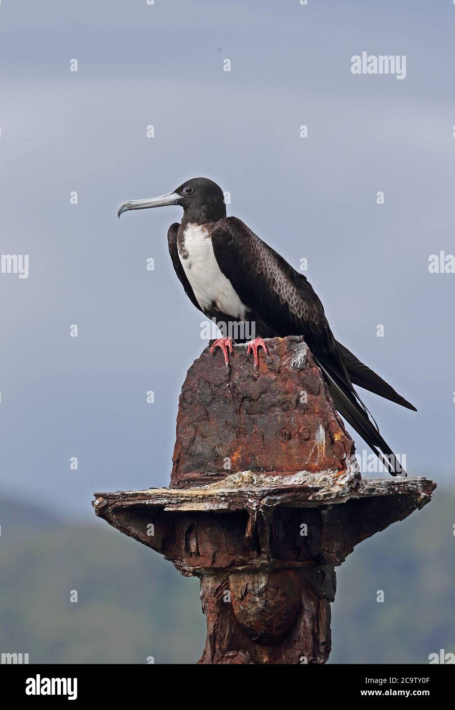 Magnificent Frigatebird (Fregata magnificens) adult female standing on ...