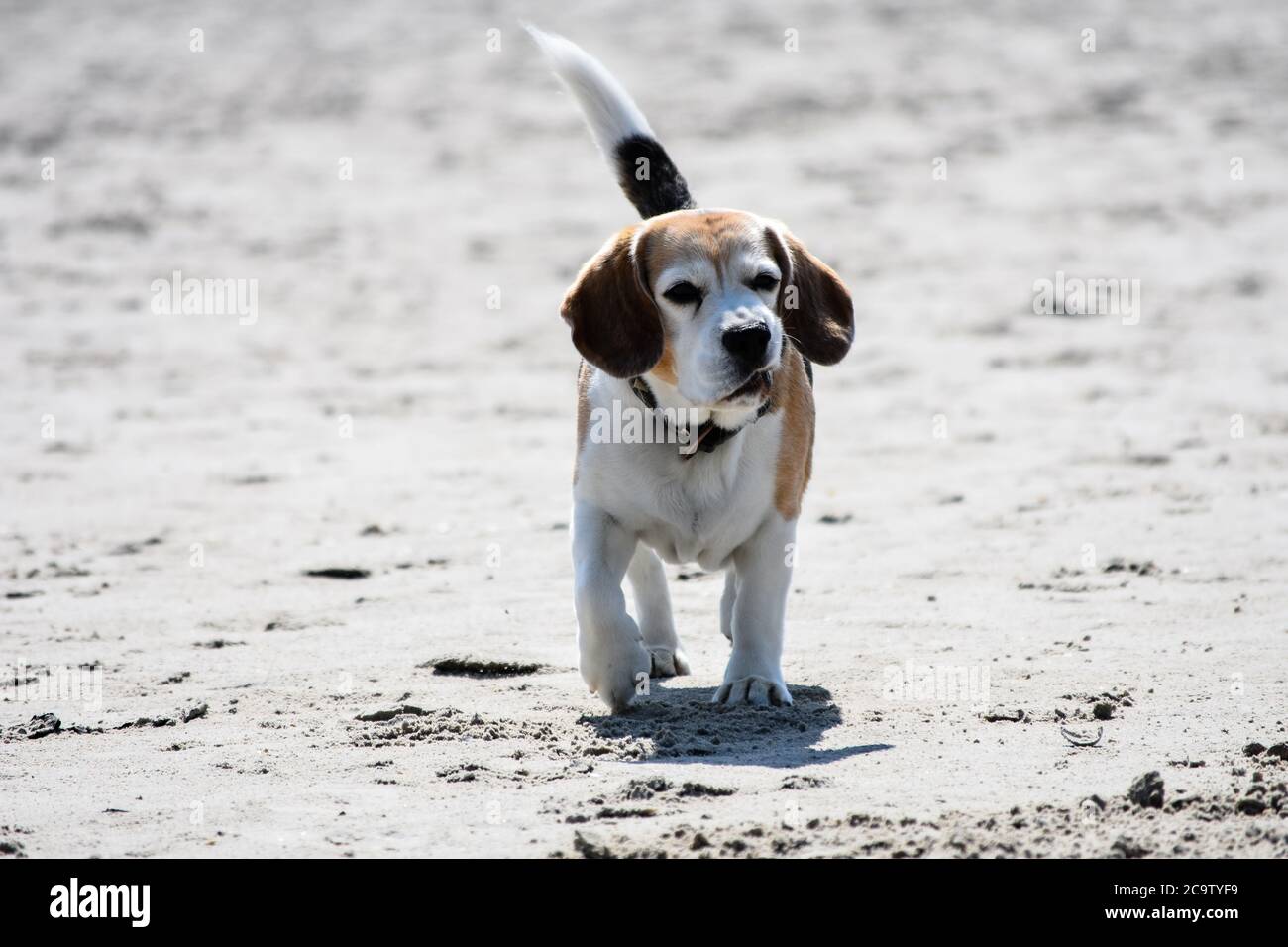 Beagle with a casual look on the beach Stock Photo - Alamy