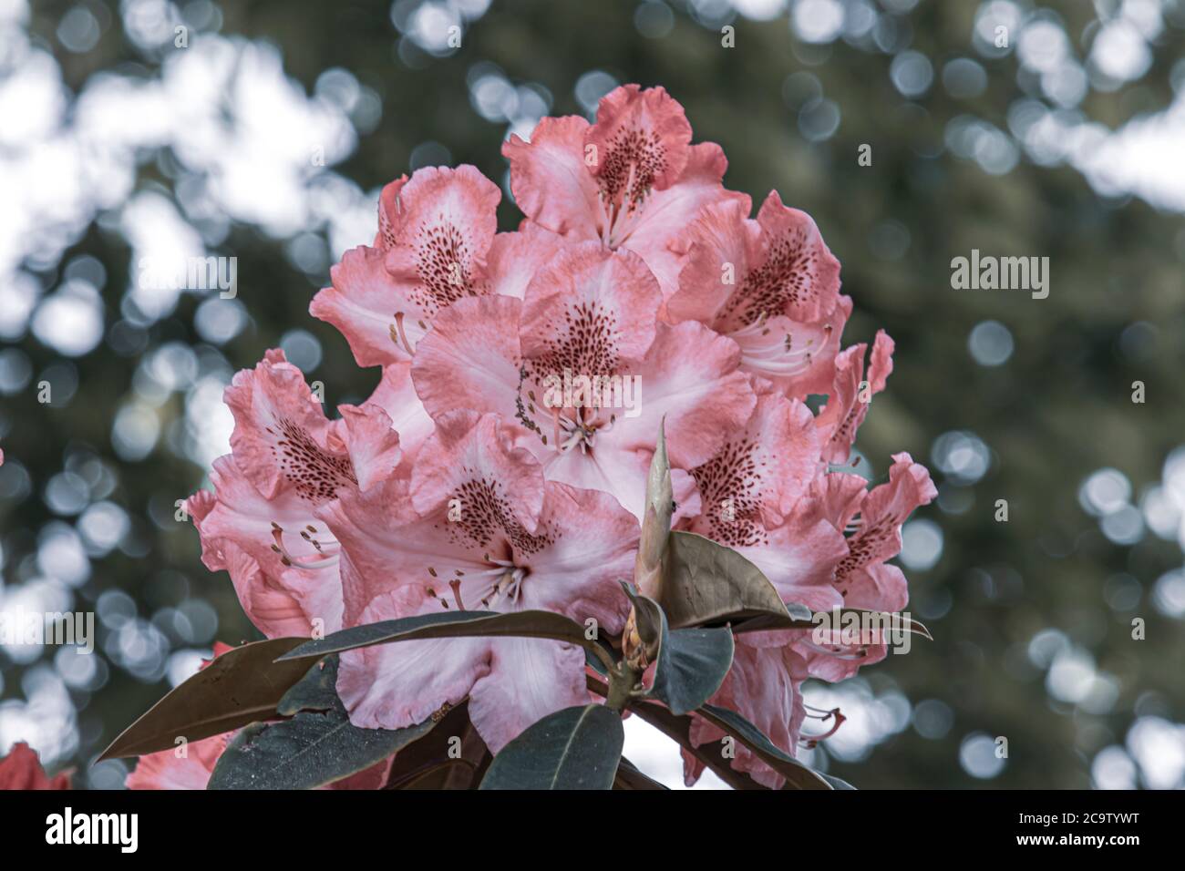 Beautiful spring flowers in an English park in Wolverhampton Stock ...