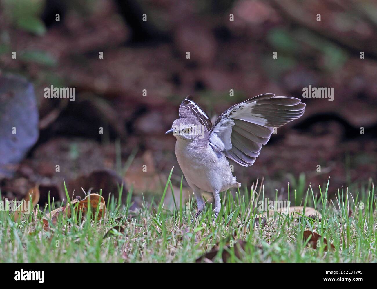 Northern Mockingbird (Mimus polyglottos orpheus) adult foraging on lawn ...