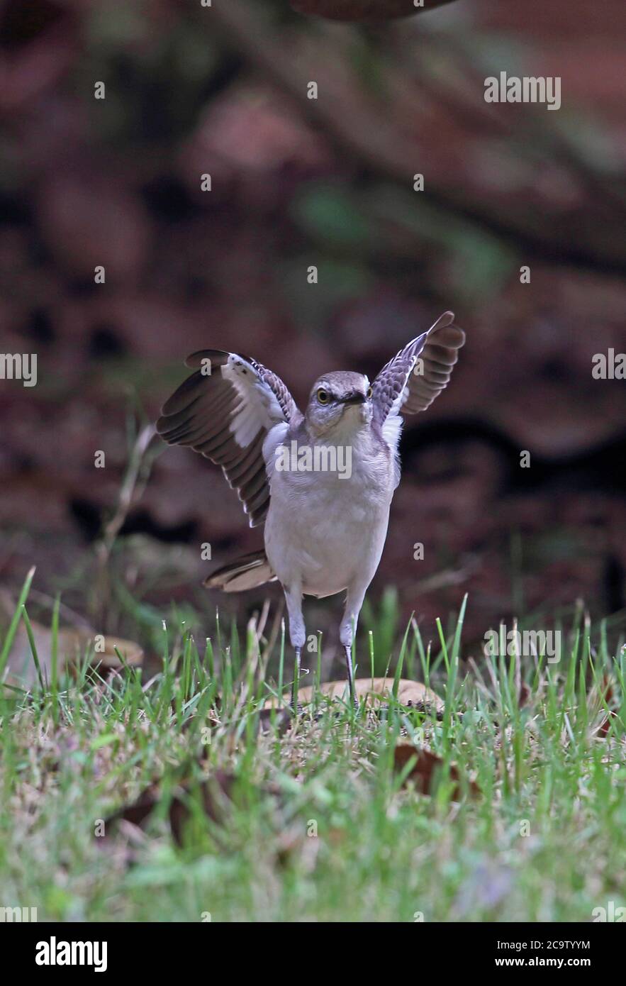 Northern Mockingbird (Mimus polyglottos orpheus) adult foraging on lawn ...