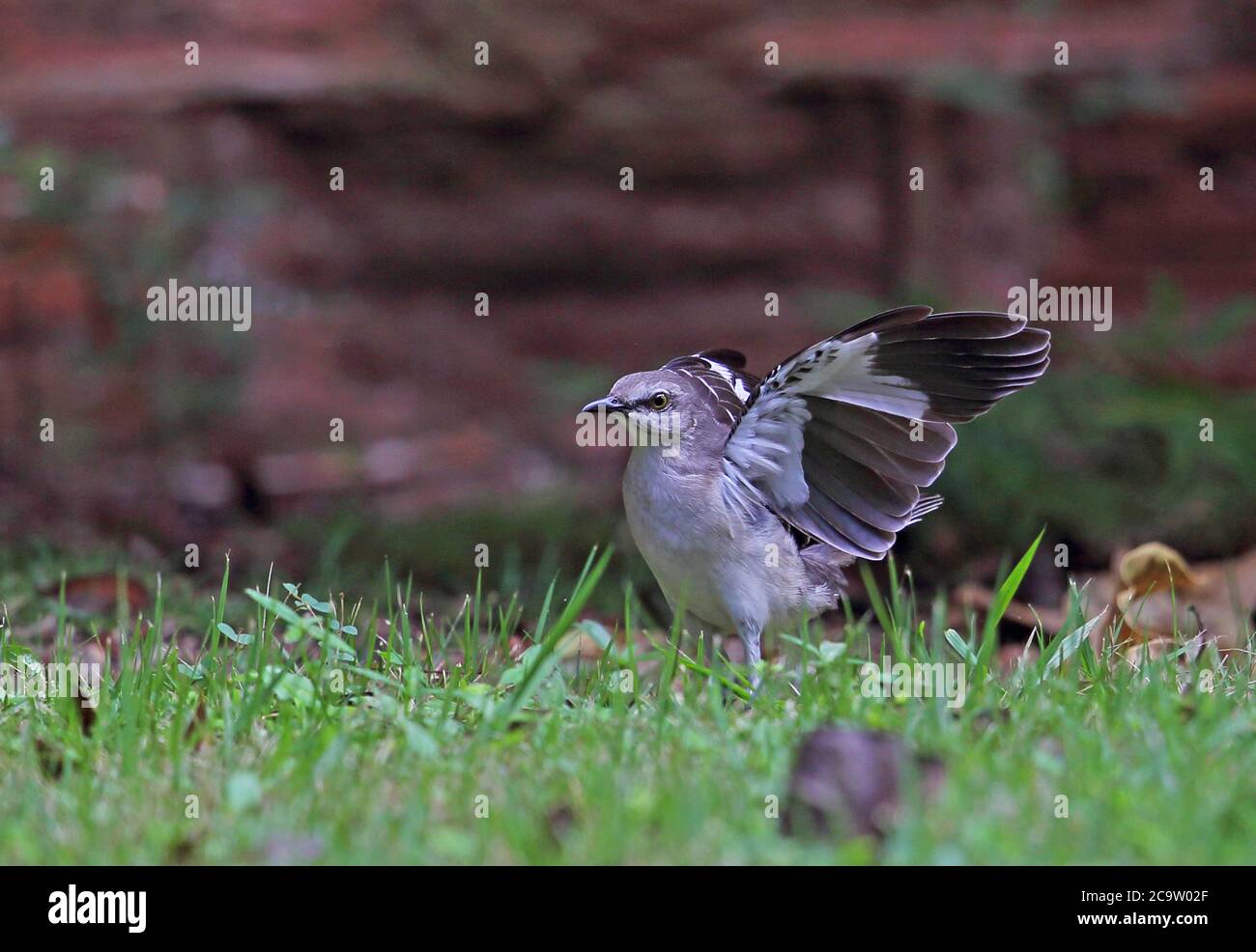 Northern Mockingbird (Mimus polyglottos orpheus) adult foraging on lawn ...