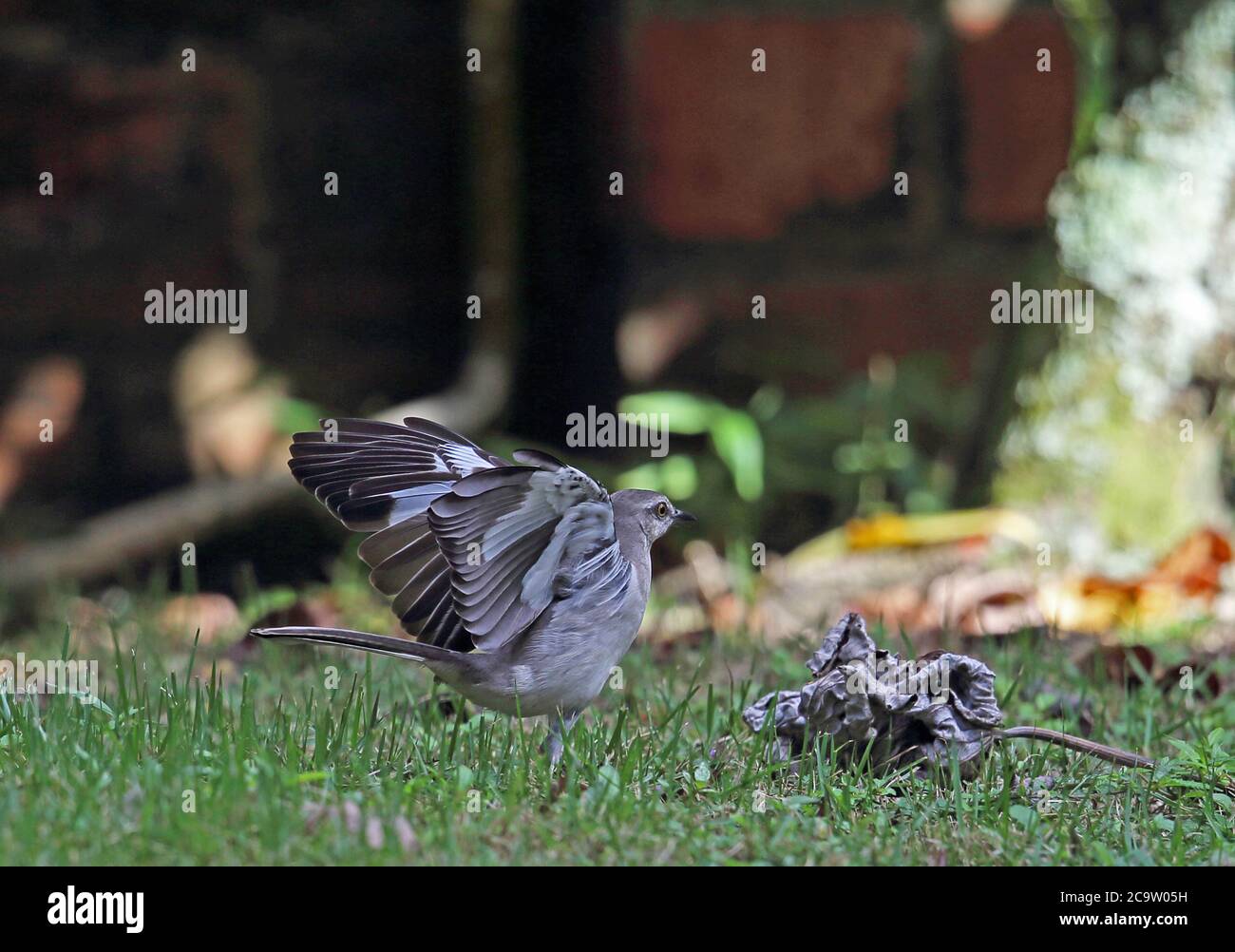 Northern Mockingbird (Mimus polyglottos orpheus) adult foraging on lawn ...