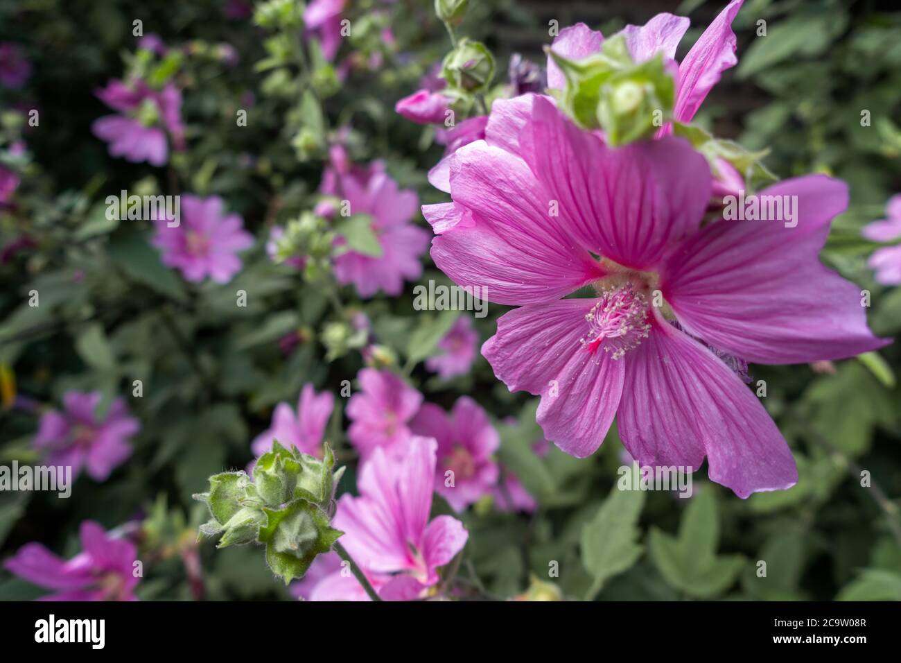 Mallow blooming profusely in a park in London Stock Photo - Alamy