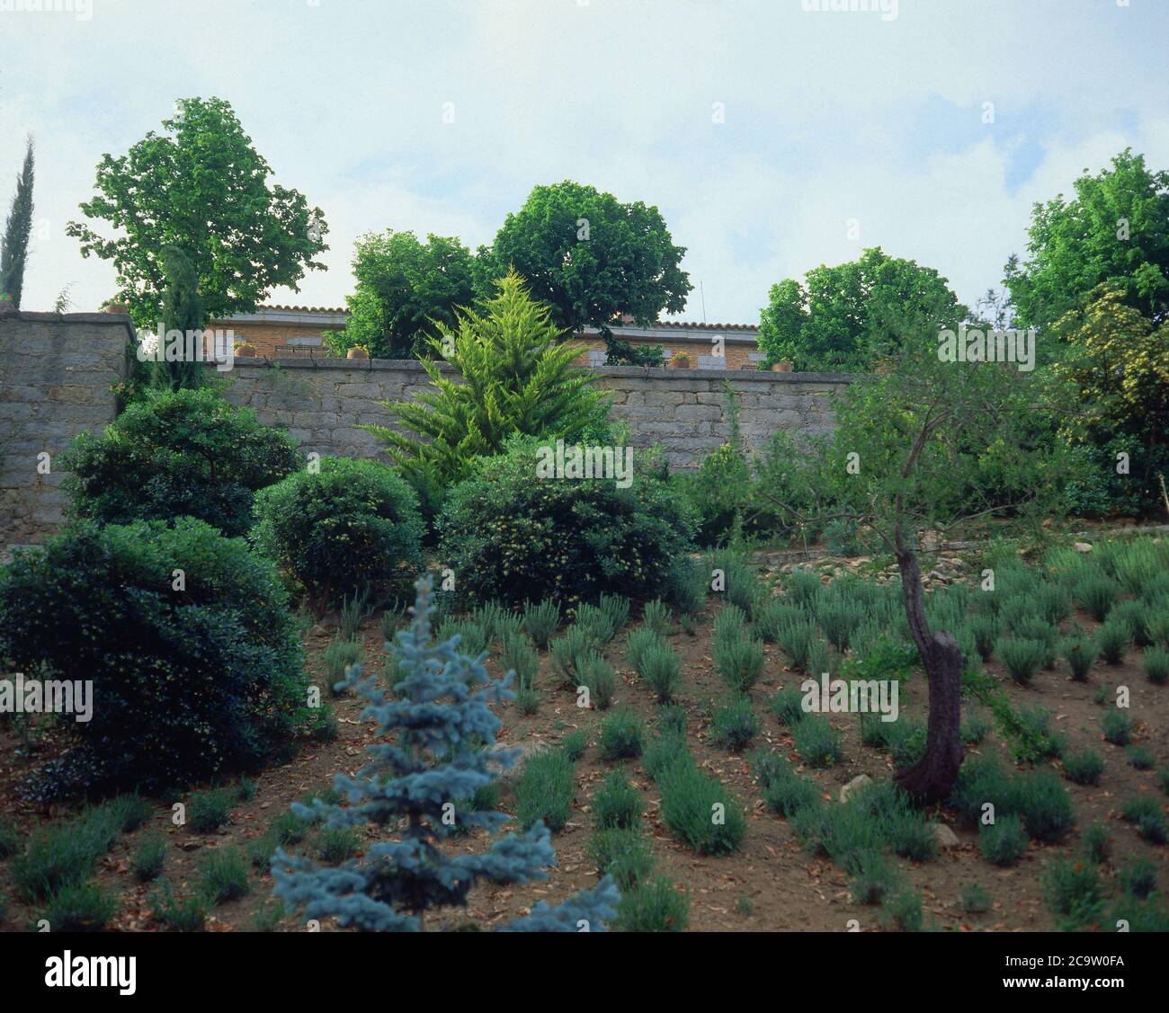 TAPIA DE LA FINCA - VEGETACION ABUNDANTE. Location: FINCA EL SANTO ...