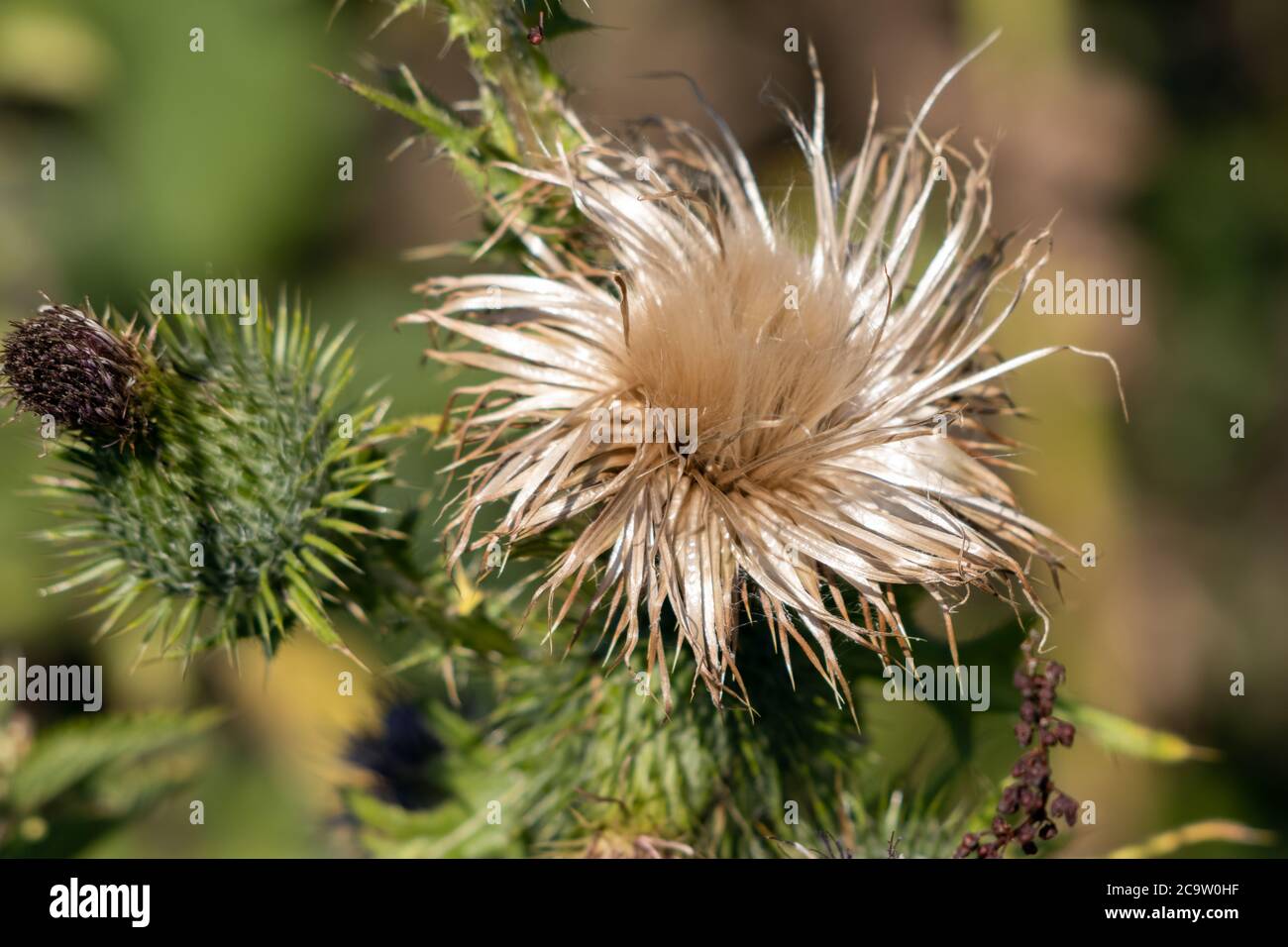 Marsh Thistle (Cirsium palustre) going to seed in summertime Stock Photo - Alamy