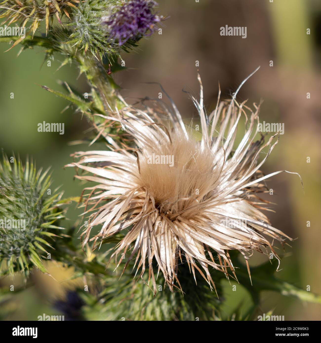 Marsh Thistle (Cirsium palustre) going to seed in summertime Stock ...