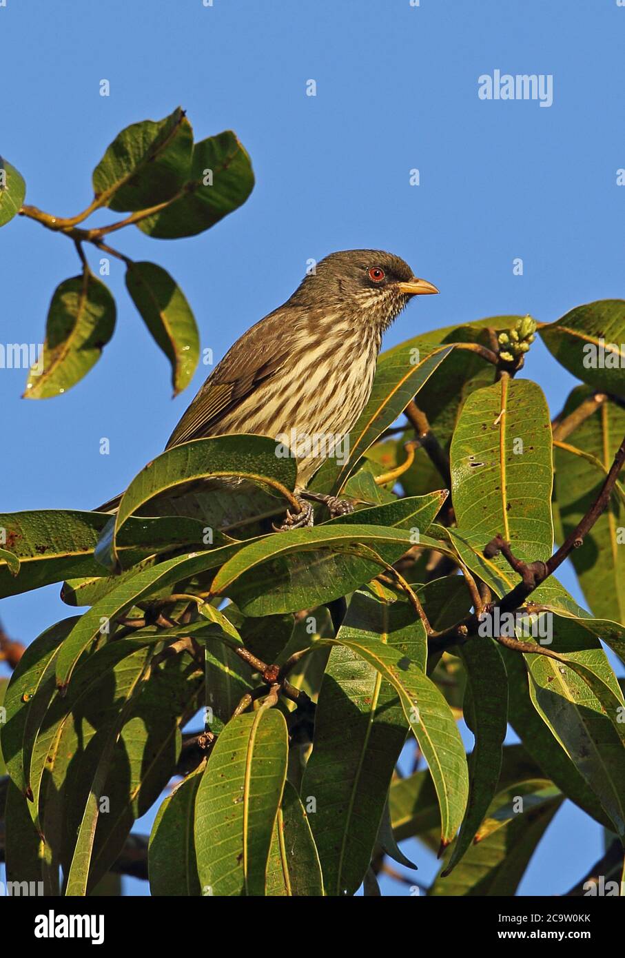 Palmchat bird hi-res stock photography and images - Alamy