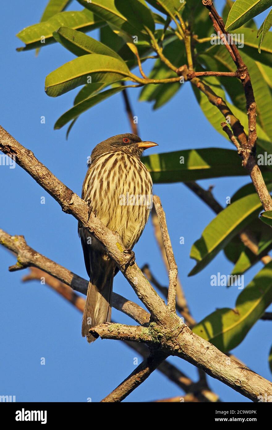 Palmchat bird hi-res stock photography and images - Alamy