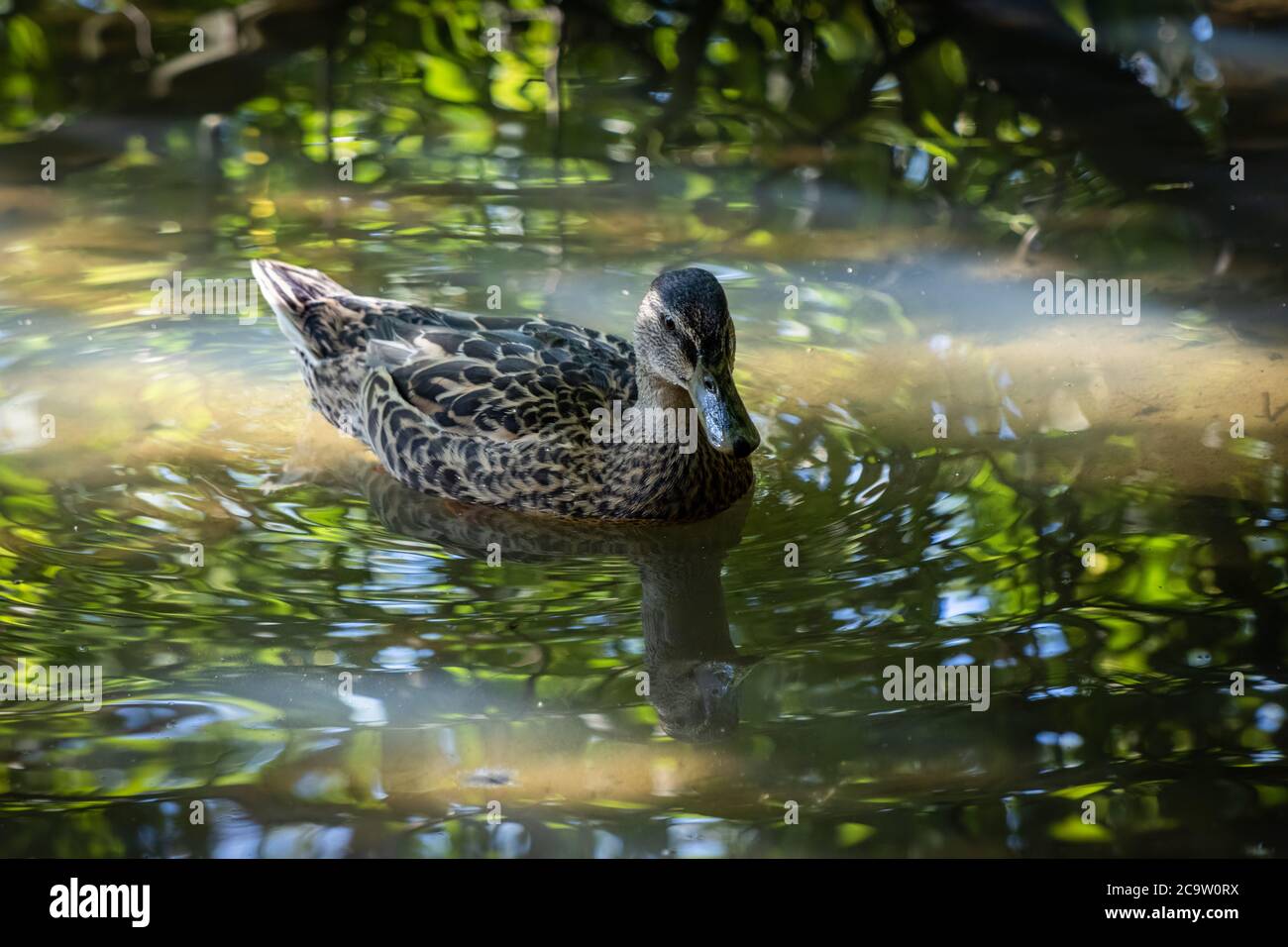 Female Mallard floating in the water in dappled sunshine Stock Photo ...