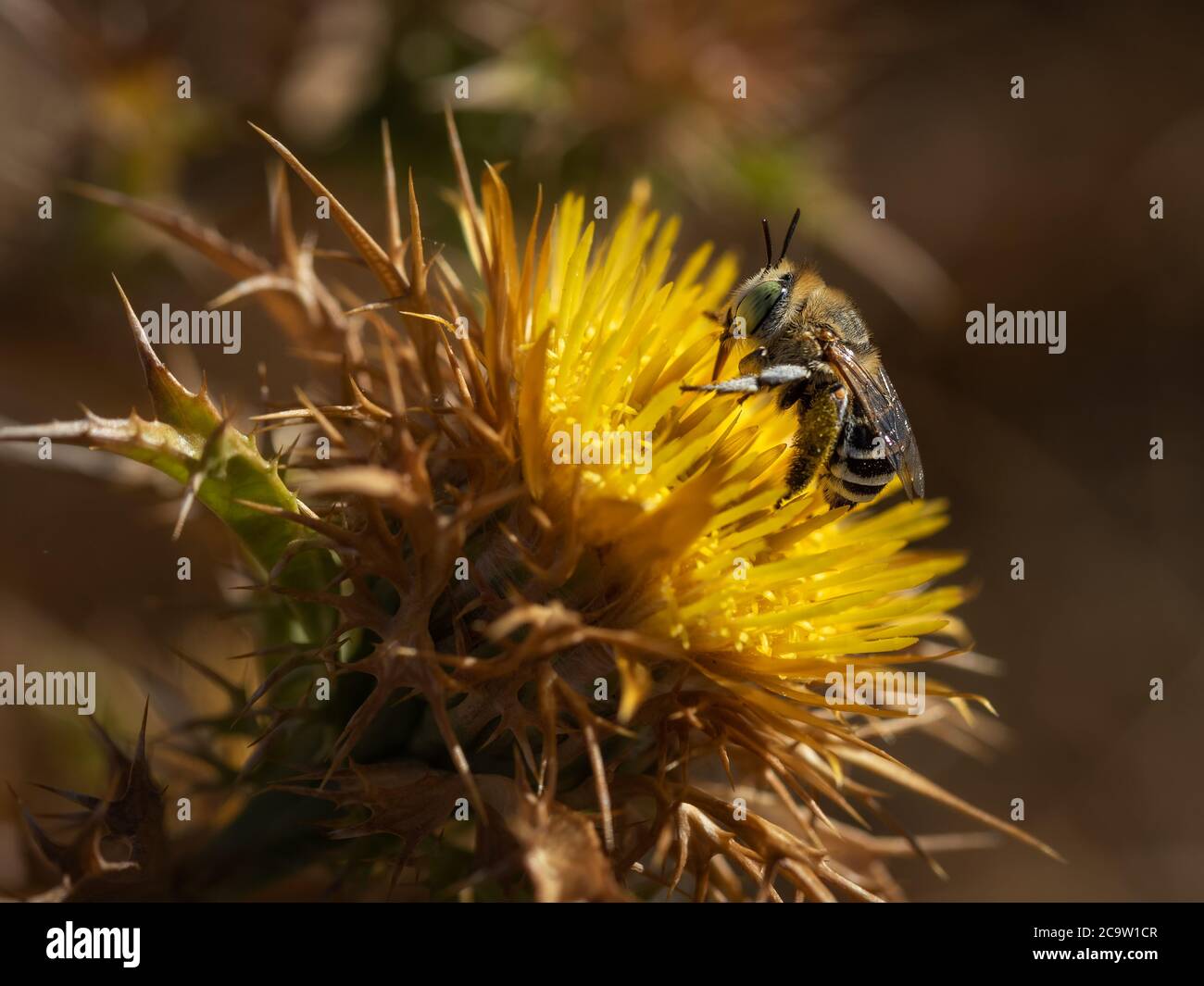 Cuckoo Bee High Resolution Stock Photography and Images - Alamy