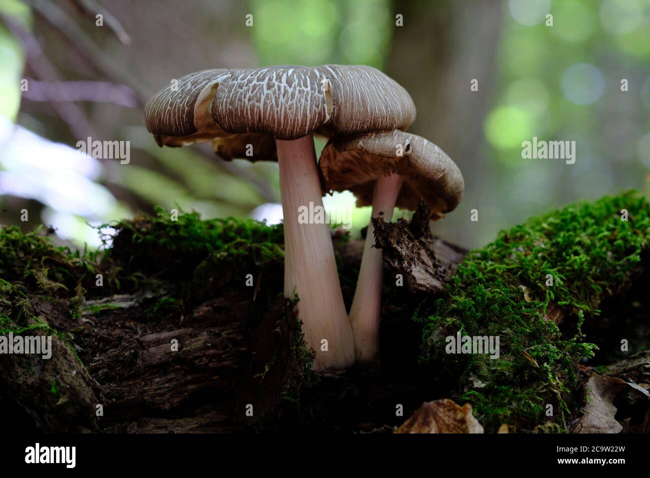 The prince mushroom hi-res stock photography and images - Alamy