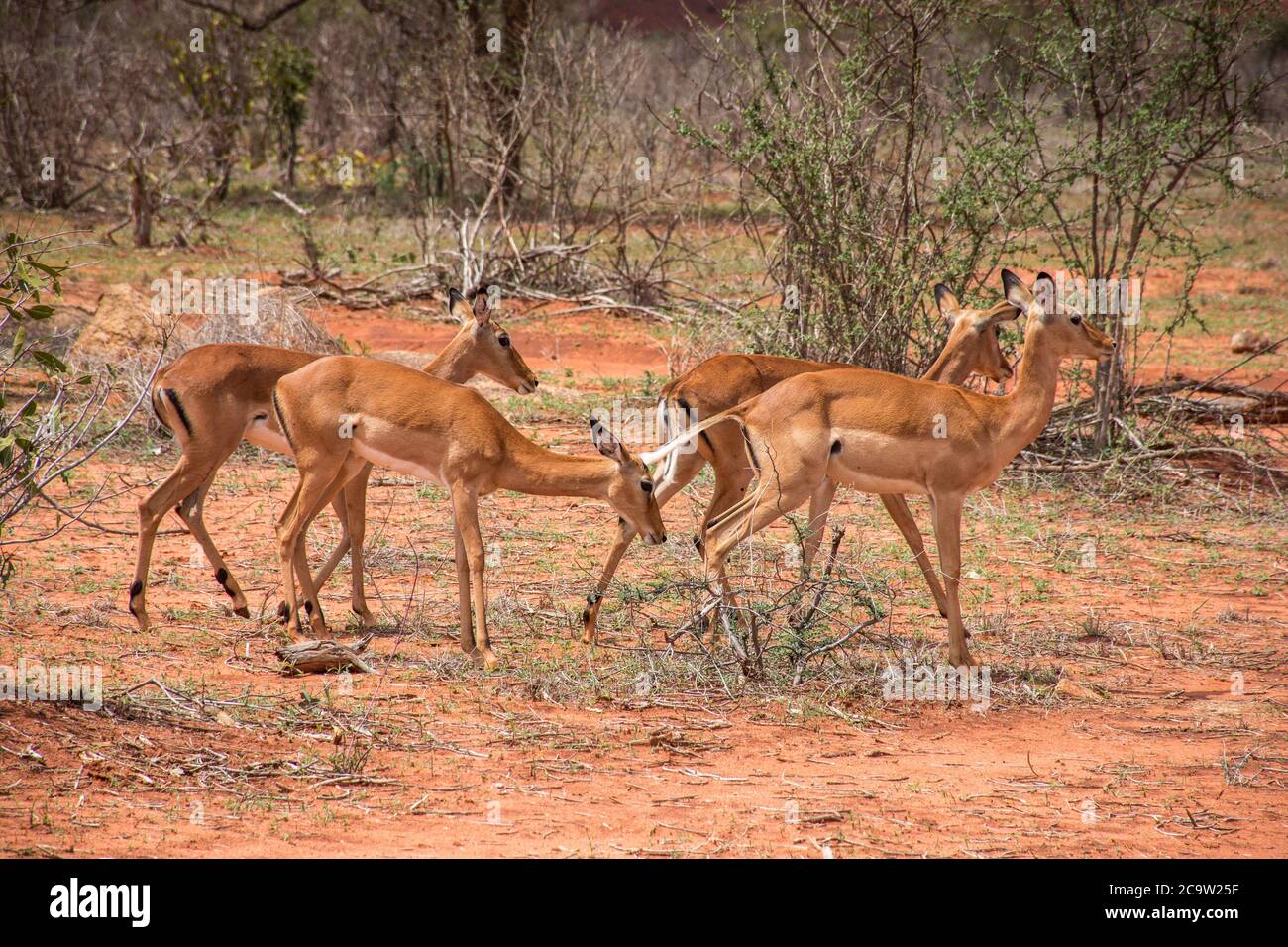 Antelopes seen in Ngutuni Park. Kenya safari. African adventure Stock ...