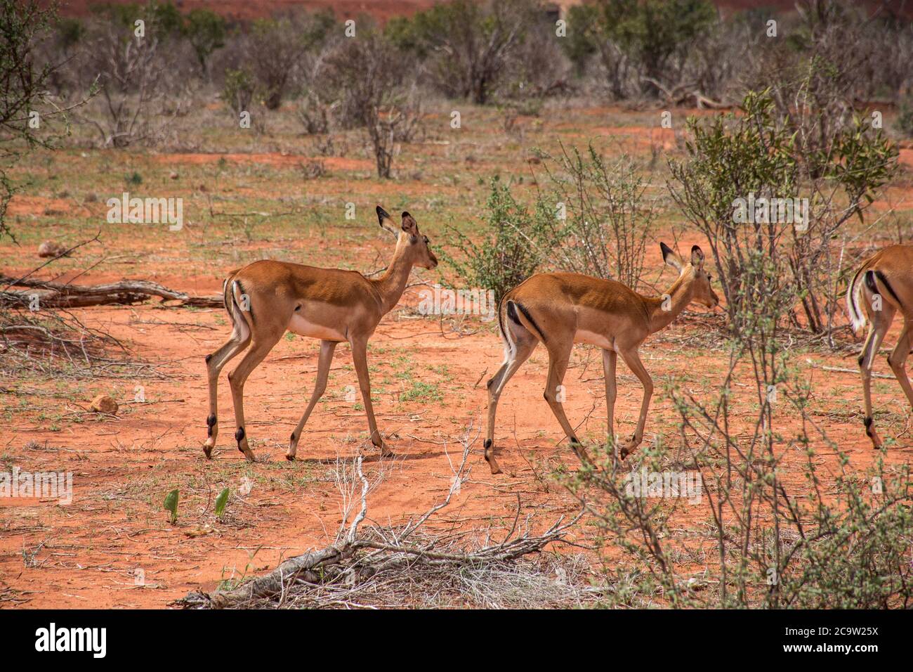 Antelopes seen in Ngutuni Park. Kenya safari. African adventure Stock ...