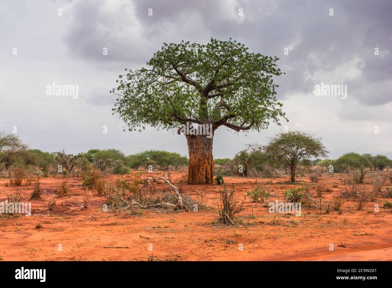 Baobab trees kenya hi-res stock photography and images - Alamy