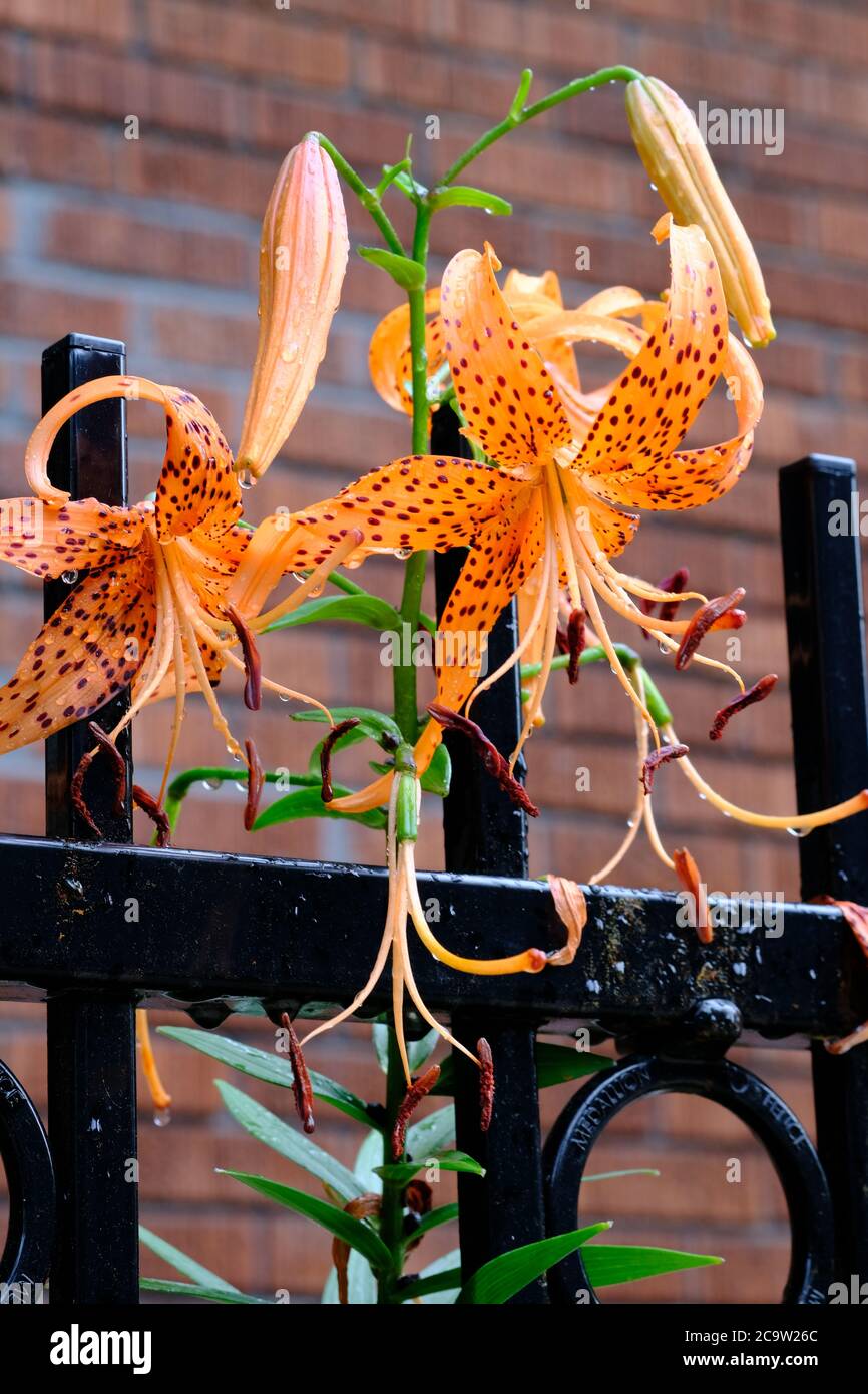 Orange lily black spots tiger hi-res stock photography and images - Alamy