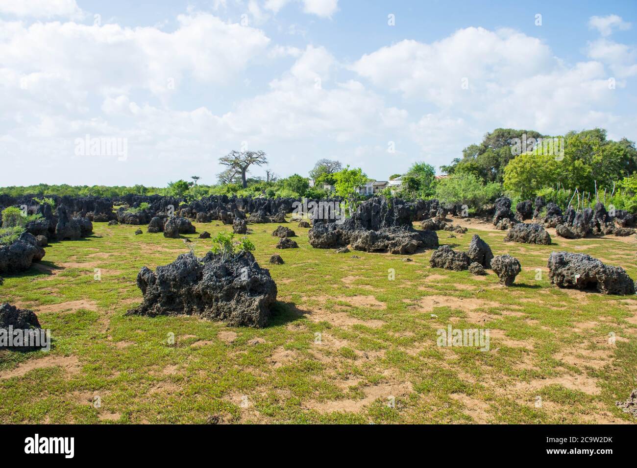 Wasini island in Kenya. Dead coral forest. Coral rocks Stock Photo - Alamy