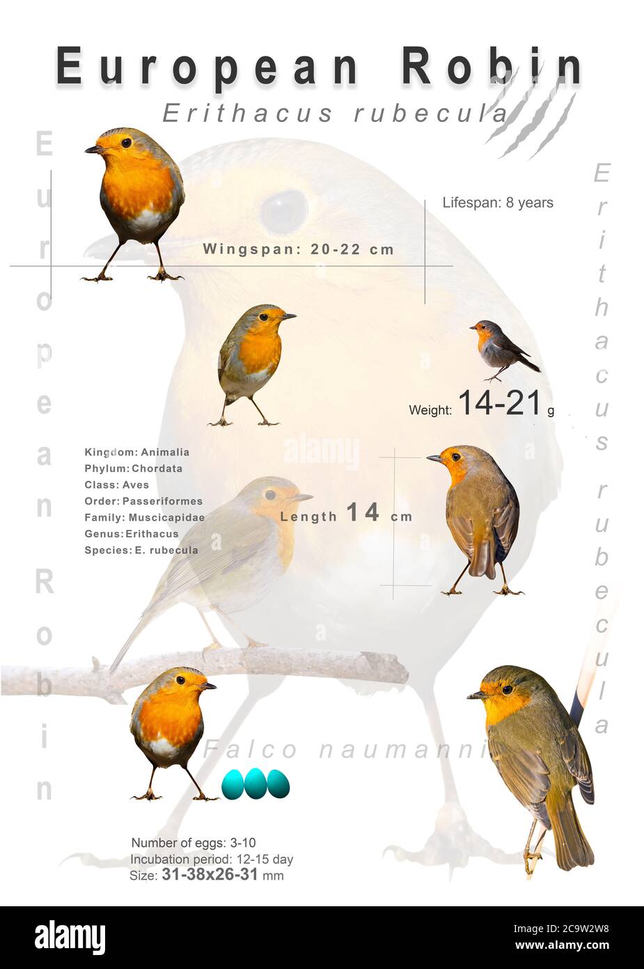 Bird Poster. Information about bird species. Isolated images. White ...