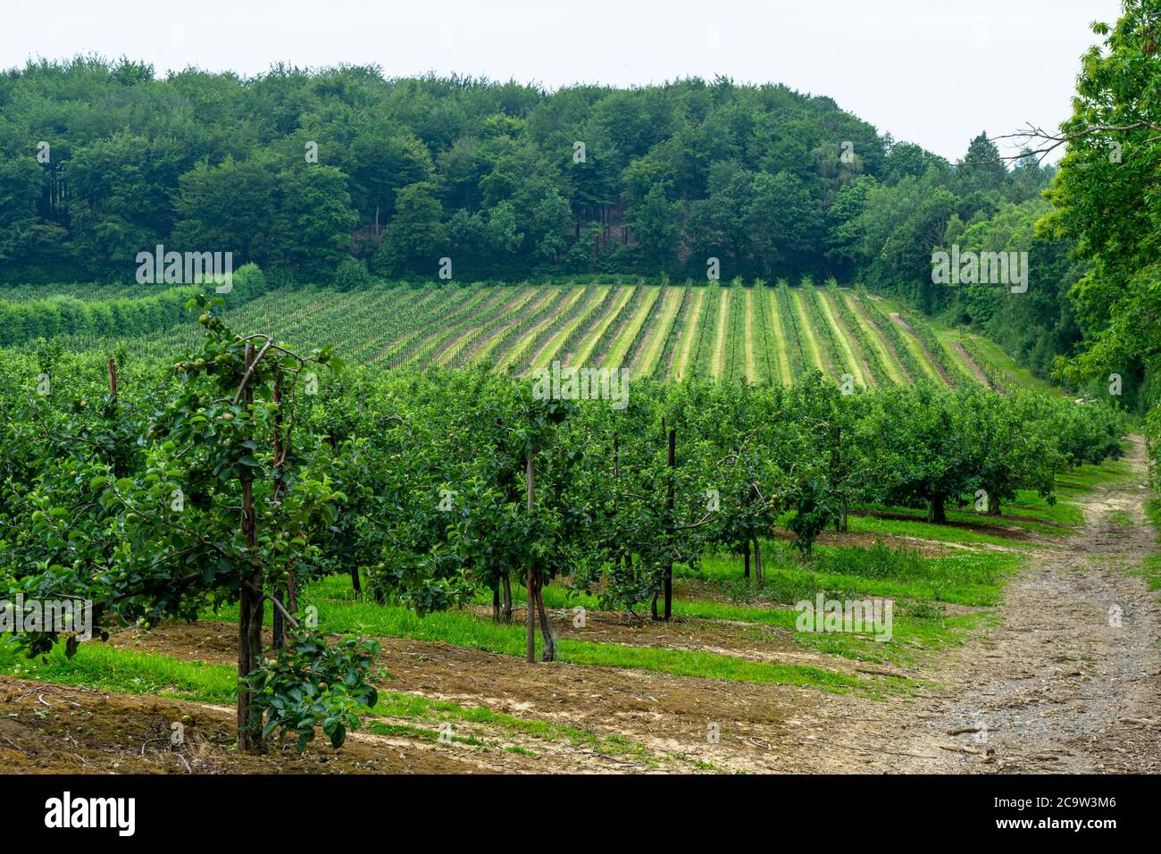 An orchard photographed from a mildly elevated spot Stock Photo - Alamy
