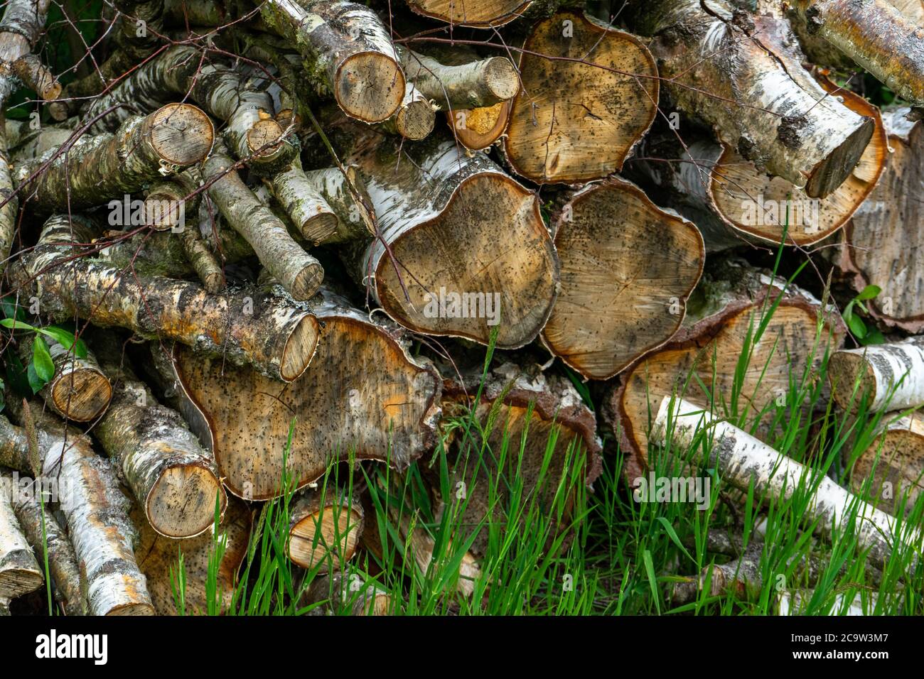 Stacked logs by the side of the path Stock Photo - Alamy