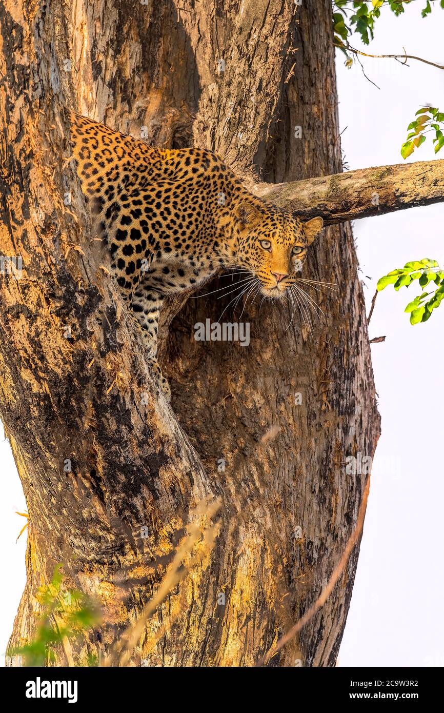 Leopard in its habitat Stock Photo - Alamy