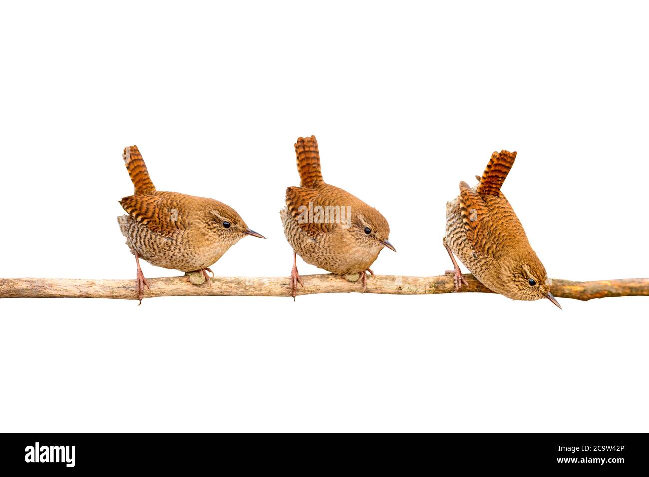Isolated bird. Cute bird. White background. Bird: Eurasian Wren Stock ...