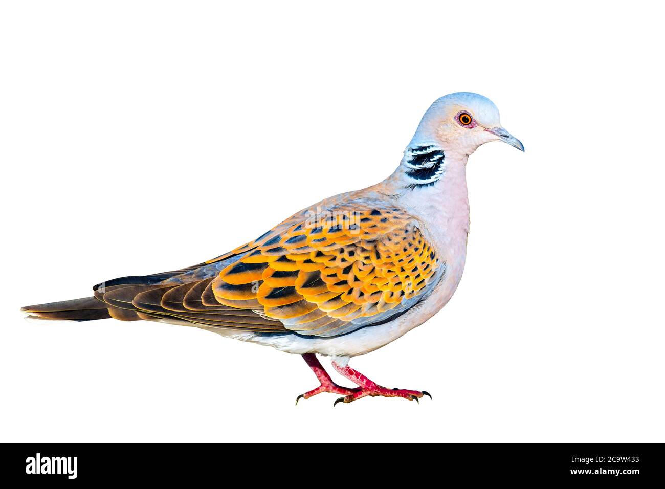 Turtle Dove. Isolated Dove. White background. Colorful feathers. Bird ...