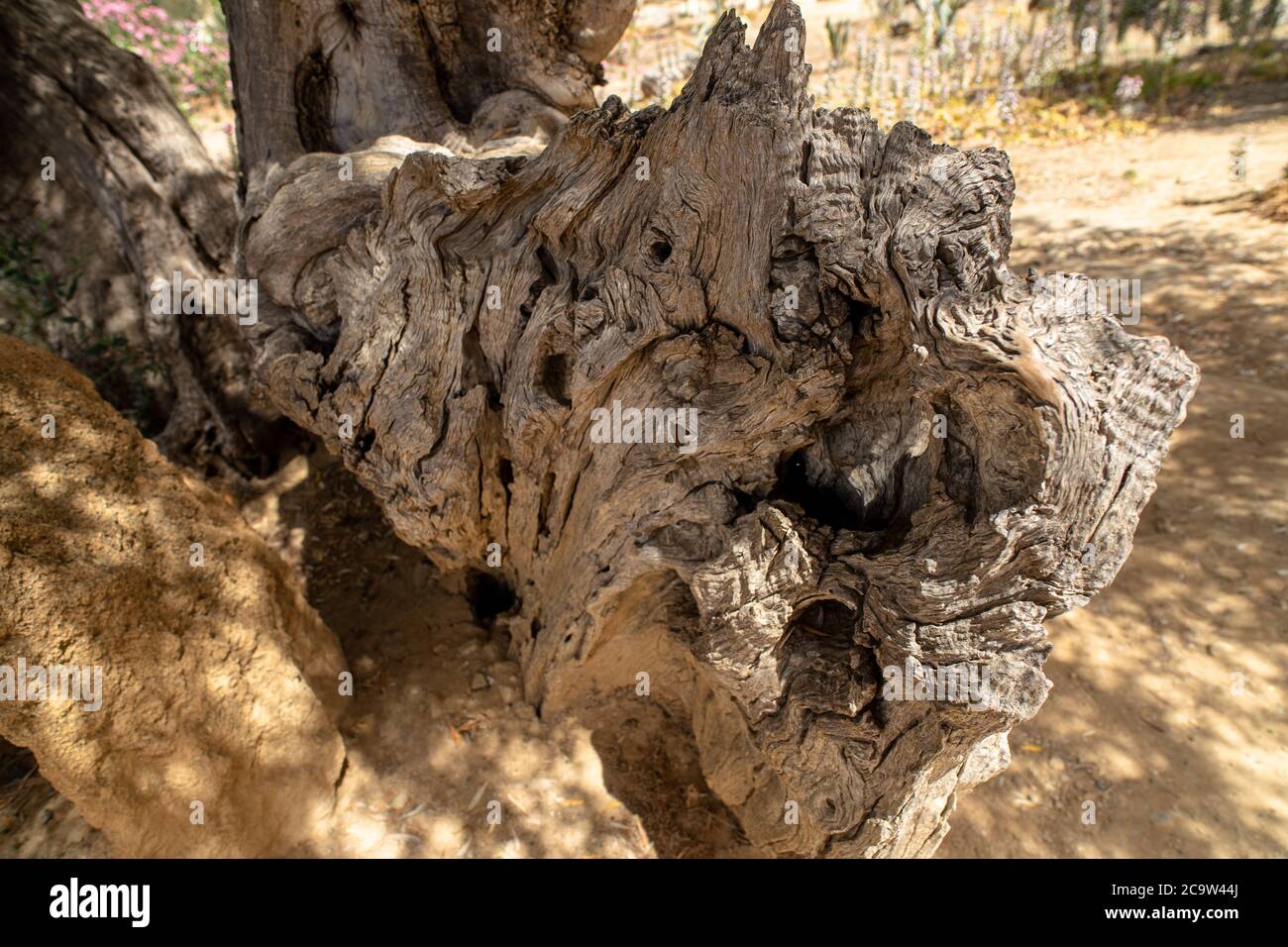 Tree bark swirls hi-res stock photography and images - Alamy