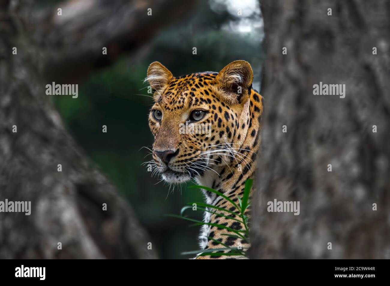 Leopard in its habitat Stock Photo - Alamy