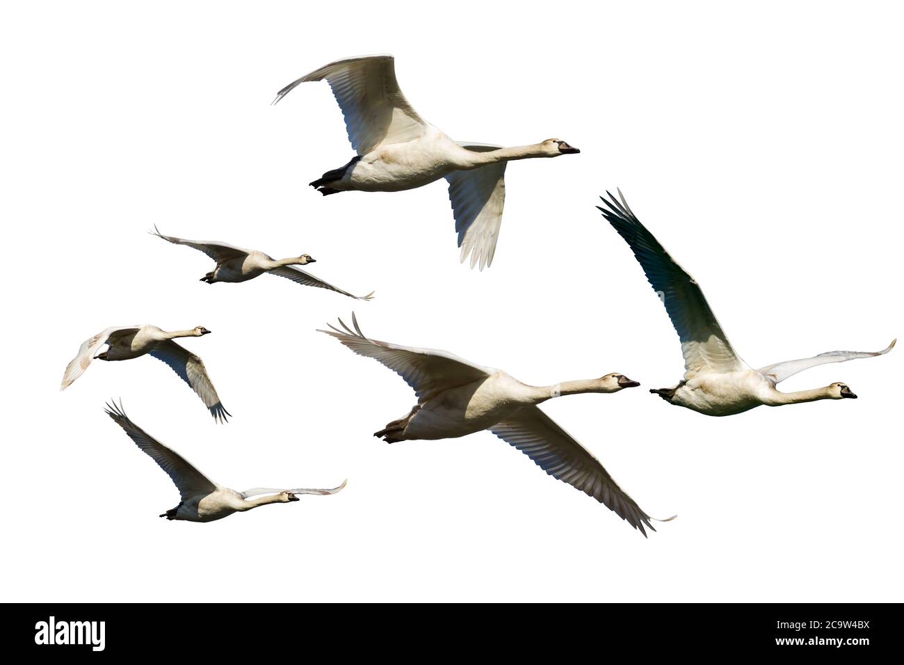 Flying swans. Isolated birds. White background Stock Photo - Alamy
