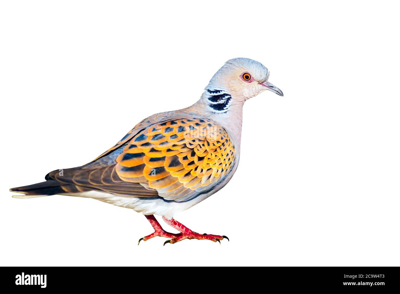Turtle Dove. Isolated Dove. White background. Colorful feathers. Bird ...