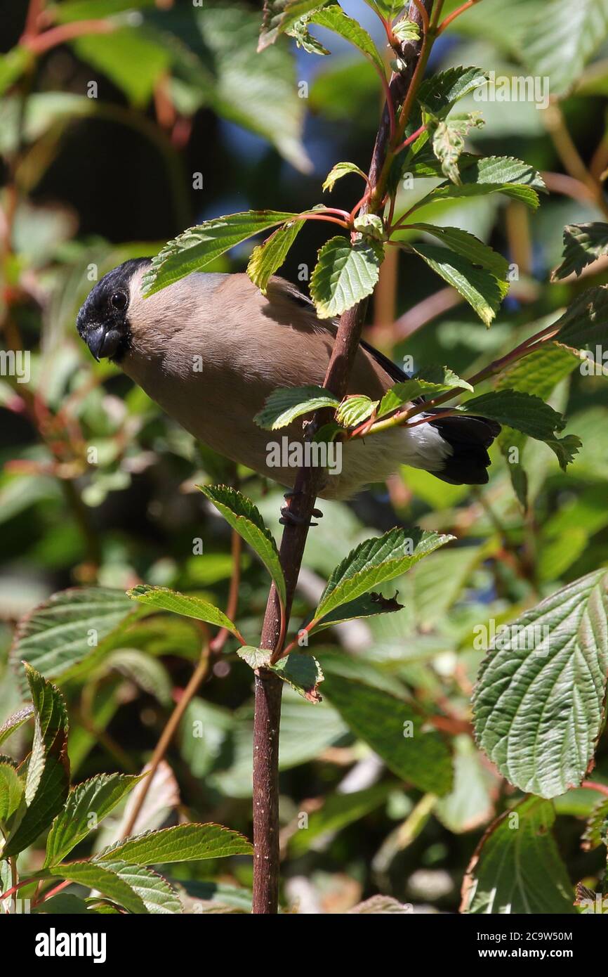 Female Bullfinch Pyrrhula pyrrhula in the garden; UK Stock Photo - Alamy