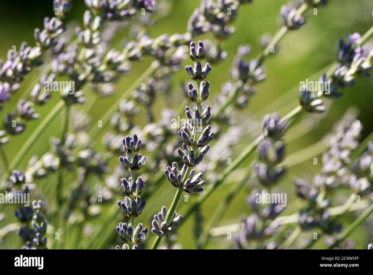Lavender bushes closeup on sunset. Field of lavender Stock Photo - Alamy
