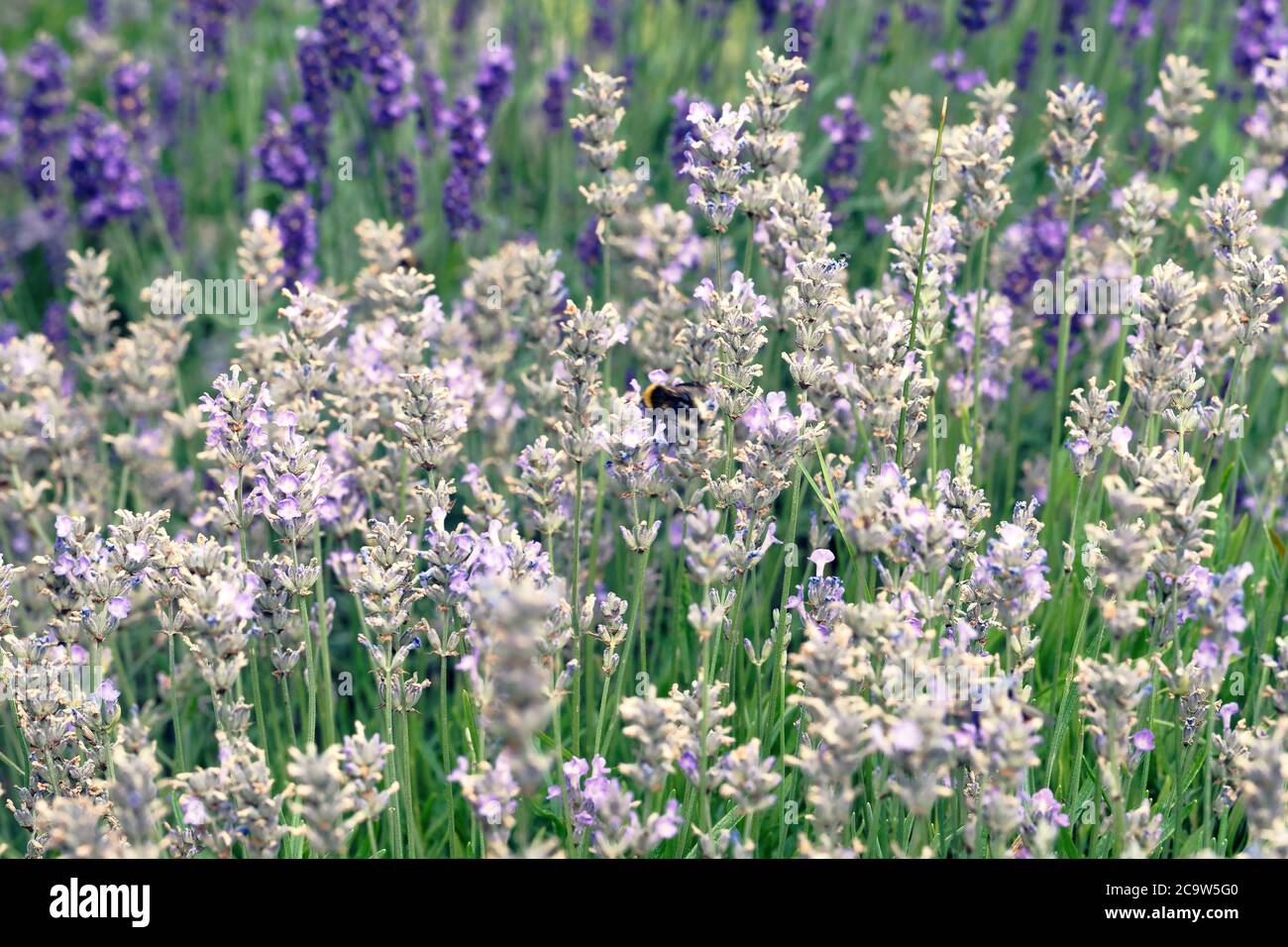 Lavender bushes closeup on sunset. Field of lavender Stock Photo - Alamy